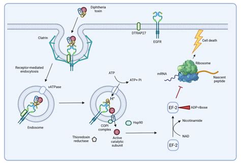 Interactions Between The Re Emerging Pathogen Corynebacterium Diphtheriae And Host Cells Pmc