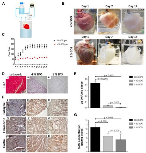 Decellularization Of Full Heart—optimizing The Classical Sodium Dodecyl Sulfate Based