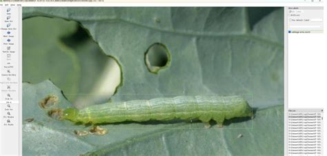 Dataset Crop Pest Identification Dataset Object Detection By Pointcloud Slam Image Web3 Medium