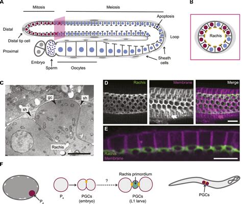 Rachis Bridges In The C Elegans Hermaphrodite Gonad A The C