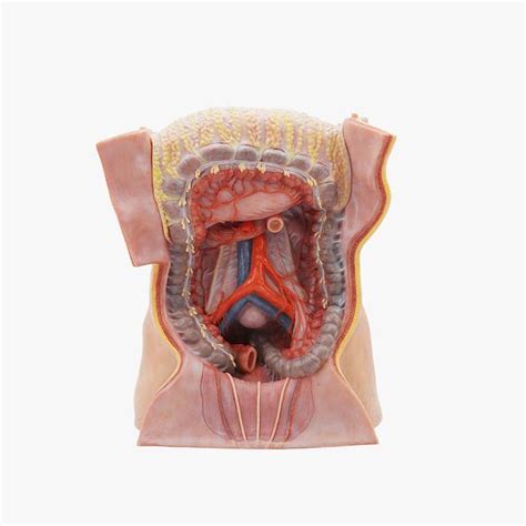 China Artery Model Manufacturers Suppliers Factory Buy Artery Model