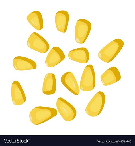 Corn Kernel Illustration