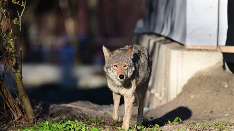 Coyote Attacks 4 Year Old Girl Seconds After She Steps Out Front Door