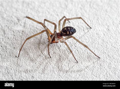 Detailed Close Up Of A Steatoda Grossa Spider Also Known As The False Black Widow Stock Photo