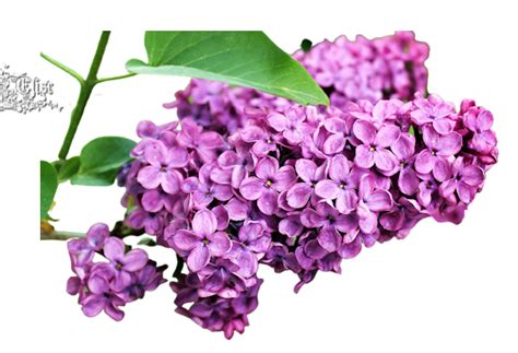 Tube Lilas Tube Lilas