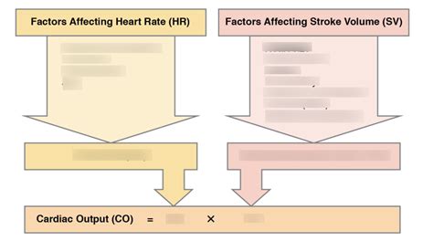 Week 10 Chapter 11 Cardiac Output Diagram Diagram Quizlet