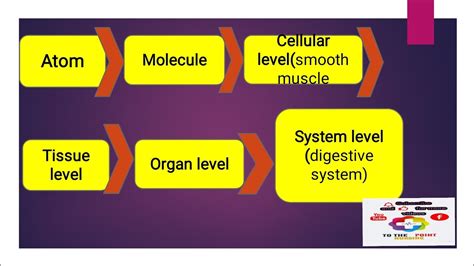 Levels Of Structural Complexity Youtube