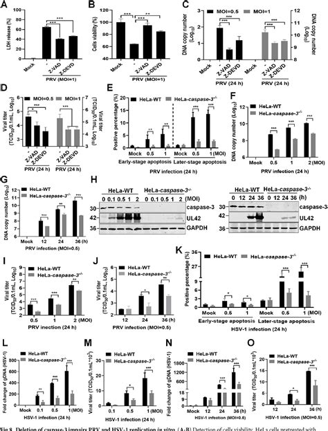 Figure 8 From Pseudorabies Virus Gm And Its Homologous Proteins In Herpesviruses Induce