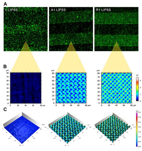 Revealing Key Topographic Parameters In Surface Bacterial Adhesion Digital Surf