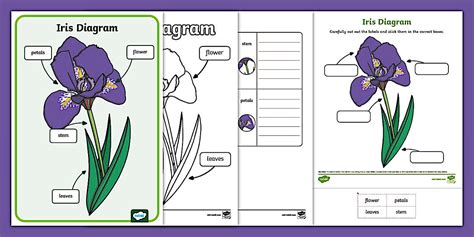 Iris Flower Diagram Pack Teacher Made Twinkl