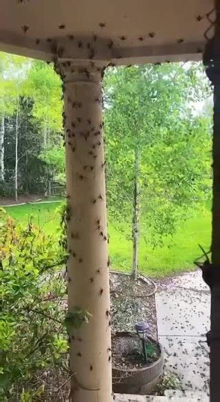 Мормонские сверчки каннибалы заполонили американский штат В американском штате Невада началось