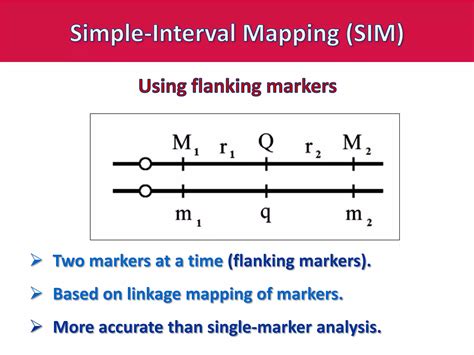 Quantitative Trait Loci Qtl Analysis And Its Applications In Plant Breeding Pdf Genetics