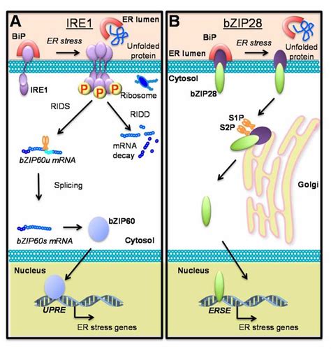 Functional Analysis Of Endoplasmic Reticulum Stress Related Genes In Plants Lifeasible