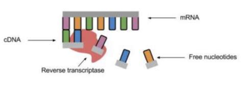 Chapter 21 Recombinant DNA Technology Flashcards Quizlet