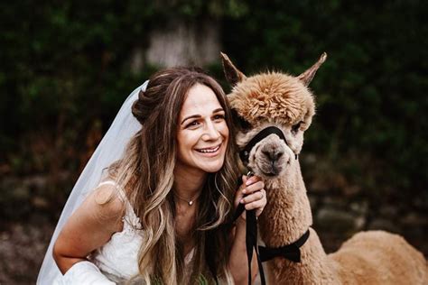 Alpaca Weddings Wood End Alpacas