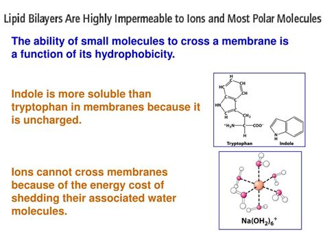 PPT Chapter 12 Membrane Structure Function PowerPoint Presentation Free Download ID 1439743