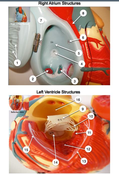 Heart Chambers Diagram Quizlet