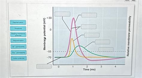 Solved Depolarization Threshold Resting Membrane Potential