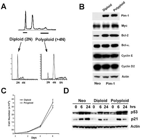Isolation Of Matched Diploid Polyploid Rwpe1 Pim 1 Cells By Cell