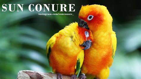 Sun Conure Sun Conures Sun Conures Breeding Sun Conures Cage