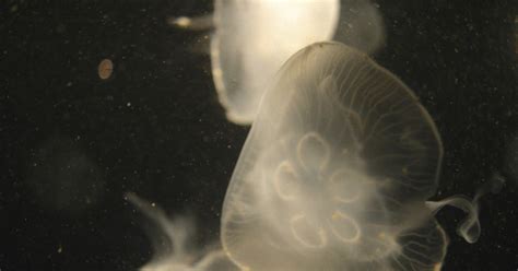 해파리 신고해 주세요…6월까지 고밀도 출현 예상