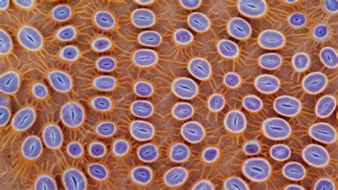 Microscopic View Of Tissue Layers Showcasing Vibrant Cellular Structures Premium Ai Generated