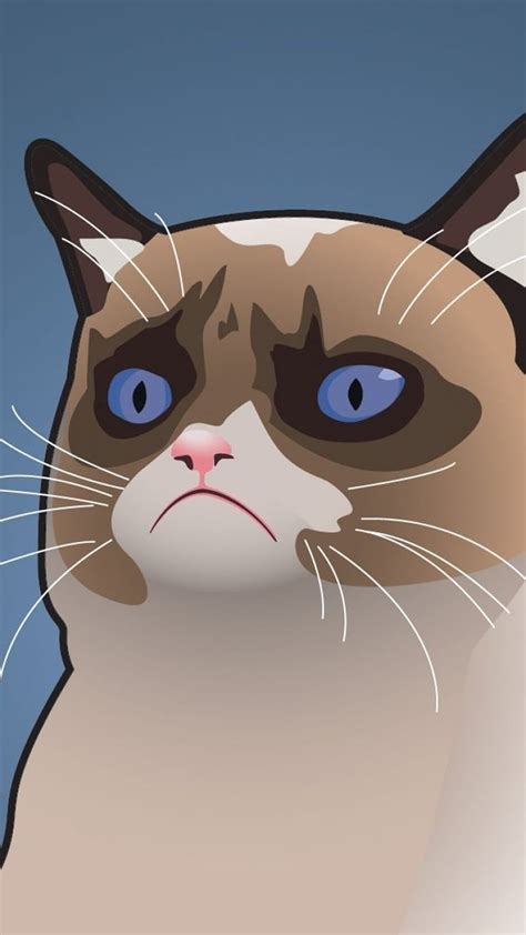Humor Cat Hd Phone Wallpaper Pxfuel