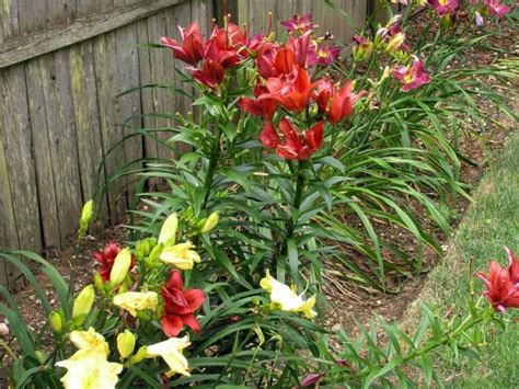 How To Grow Lilies From Seeds A Step By Step Tutorial