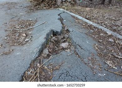 Tree Roots Breaking Rock Royalty Free Images Stock Photos Pictures Shutterstock