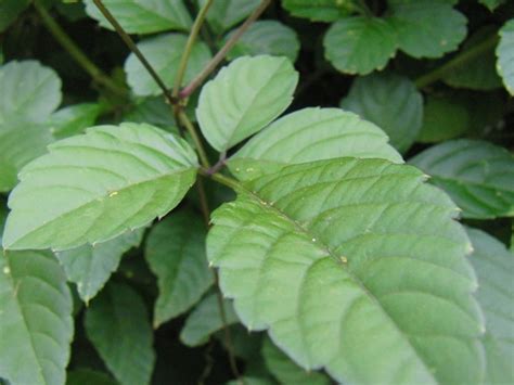 Urban Green稲毛高浜北団地の緑 雑草図鑑ヤブガラシ