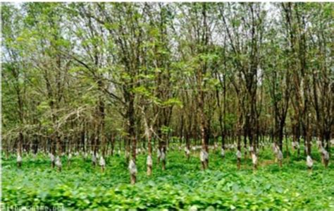 රබර් එකමුතුව රබර් වගාවෙ පස හා පාංශු සංරක්ෂණය රබර්