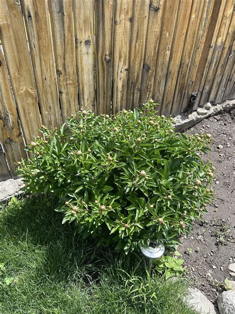 Peony Help Rgardening