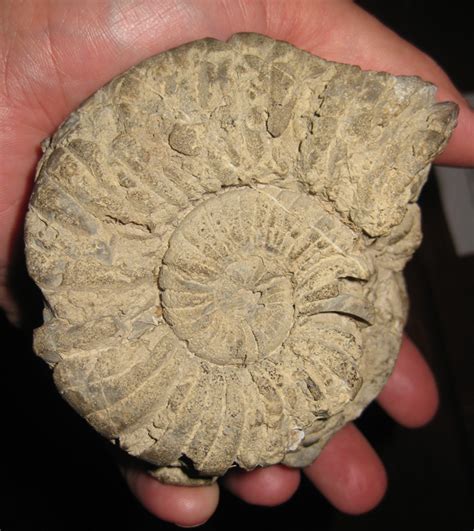 A Coiled Nautiloid Namesake Of A Vintage Mountain Beltway