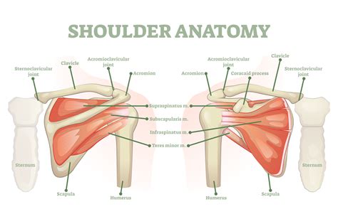 Total Shoulder Vs Reverse Total Shoulder Dr Eric Giang