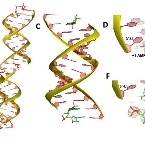 Crystal Structure Of Rna Amp Complex A Diagram And Designed Duplex Download Scientific