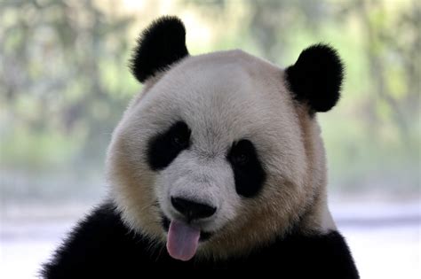 GitHub Hamanhhai95 Pandas Basic Storage Repo For Learning Pandas