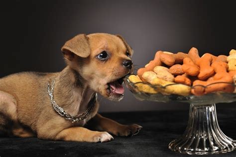 Can Dogs Eat Nuts