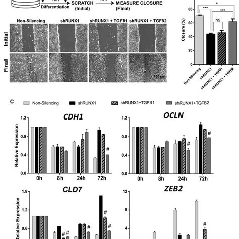 Defects In Cell Motility And Emt Gene Expression Caused By Runx1 Download Scientific Diagram