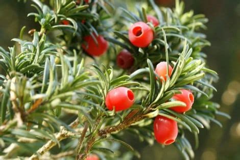 How To Grow Japanese Yew Shrubs