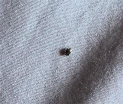What Is This Is This A Bed Bug Same Bug In Different Lighting Flash On And Off Rwhatisthisbug