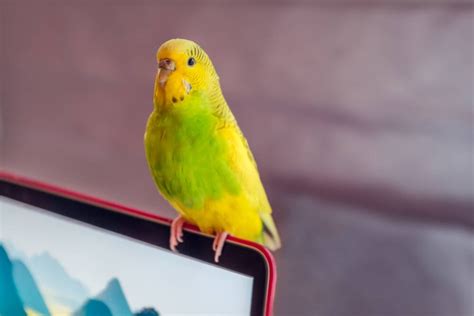 Wayland Support Ubuntu Budgie Discourse