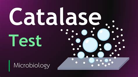 Staph Aureus Catalase Test The Definitive Step By Step Guide