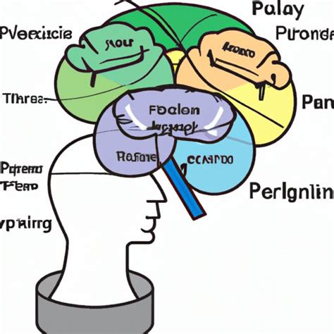 The Role Of The Prefrontal Cortex In Decision Making The Enlightened