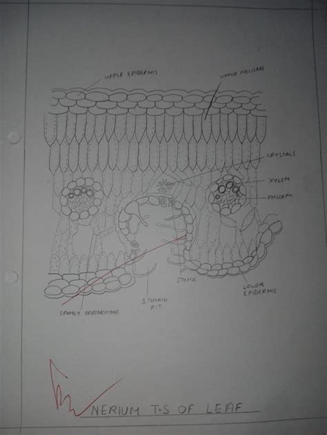 Nerium Leaf Anatomy