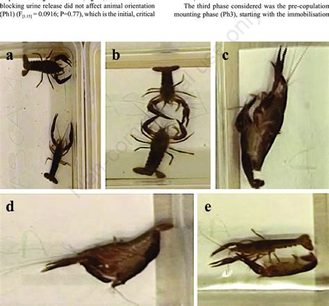 Representative Pictures Showing The Different Phases Of The P Clarkii Download Scientific