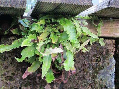 Asplenium Scolopendrium Tongvaren De Tuinen Van Appeltern