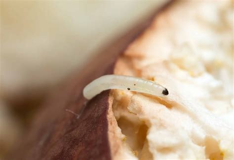 Fungus Gnat Larvae Size