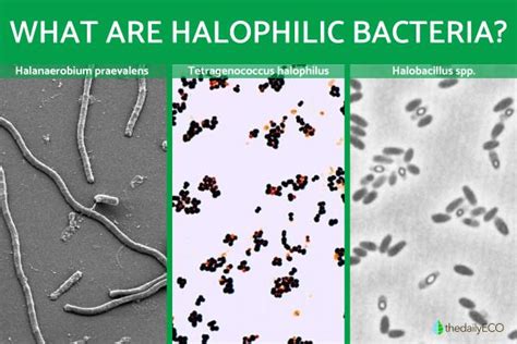 Halophilic Bacteria Definition Characteristics And Examples