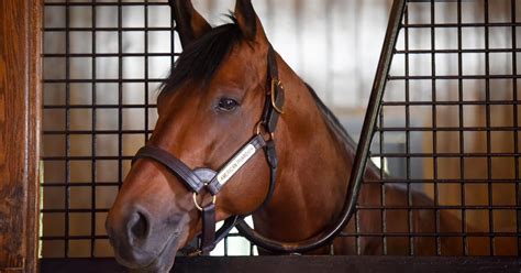 Triple Crown Winner American Pharoah Now Earns 30 Million Per Year