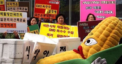 Gmo 기아·빈곤 없앨 구세주일까